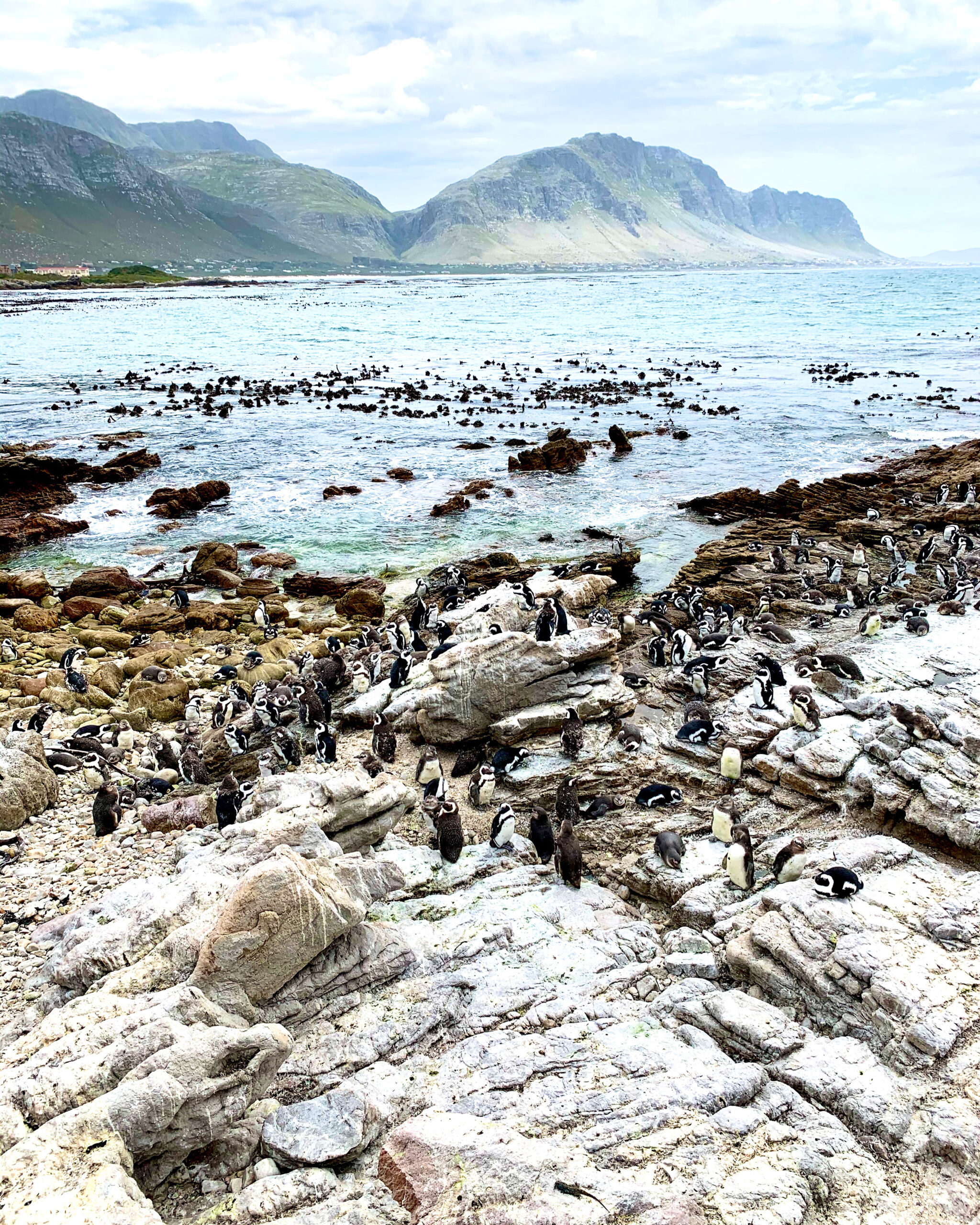 Hermanus Travel Guide - Simply Delicious
